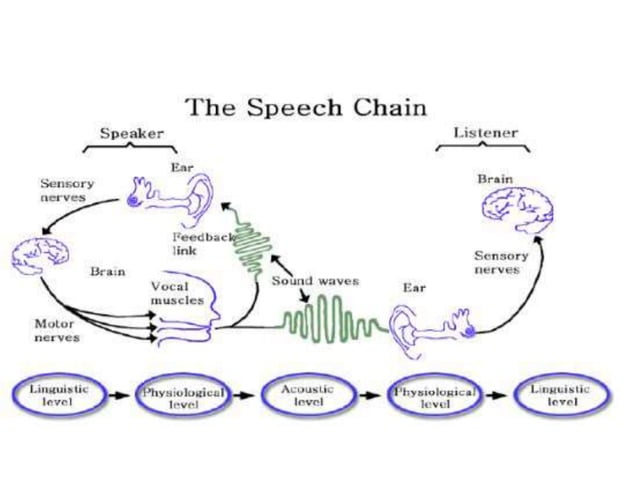 Physiology of speech and swallowing | PPT