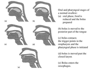 Physiology of speech and swallowing | PPTX