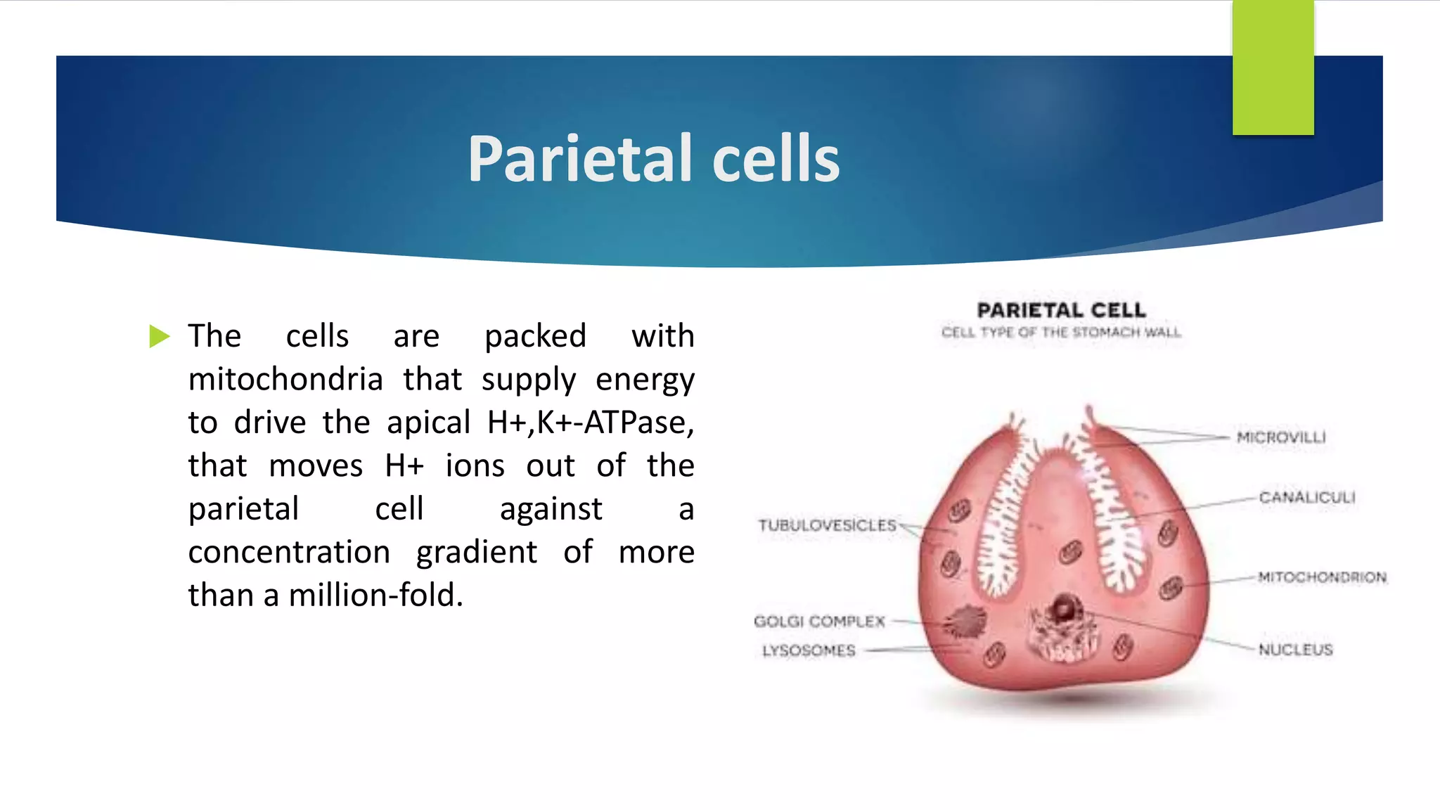 Physiology of stomach | PPTX