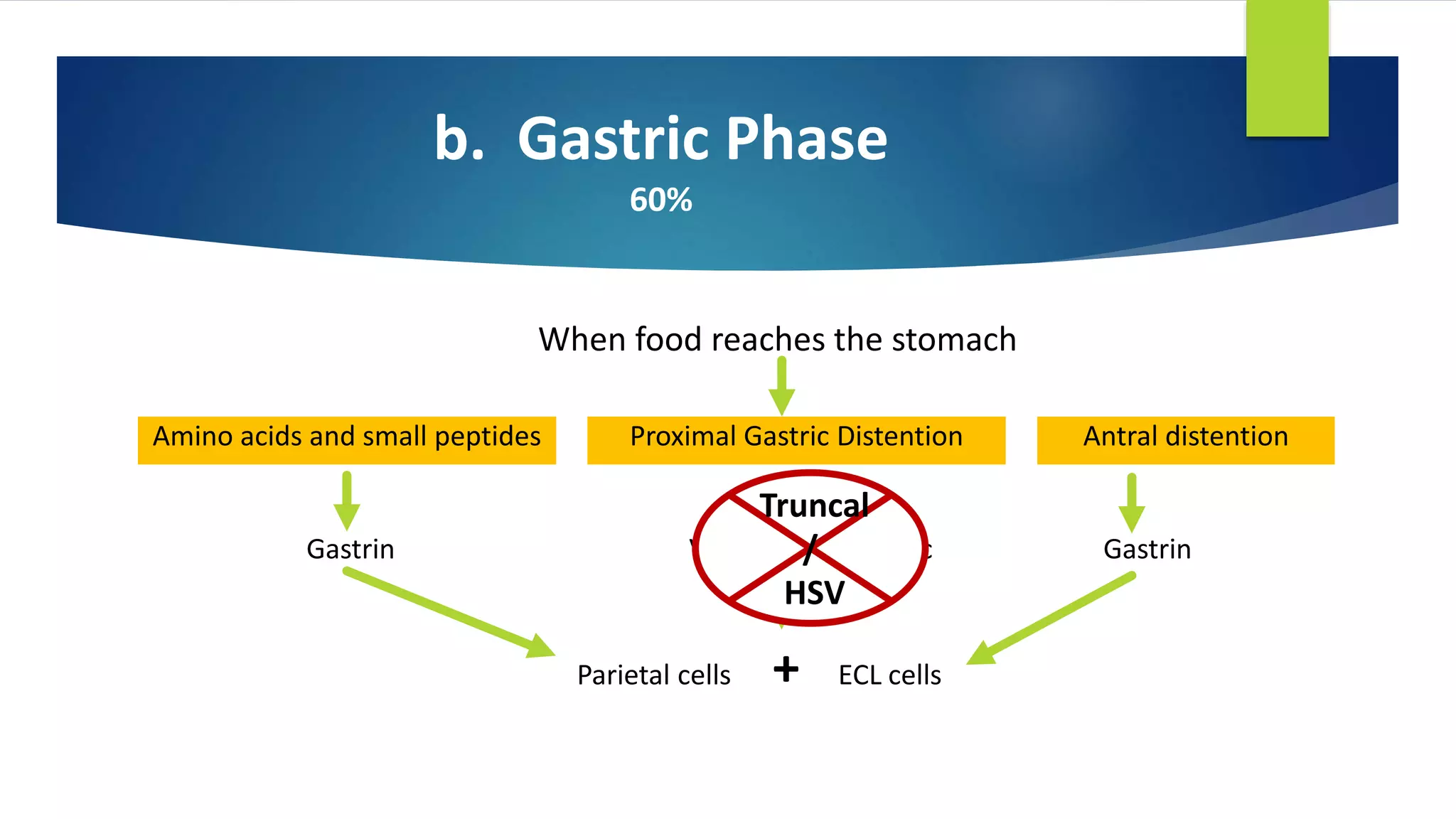 Physiology of stomach | PPTX