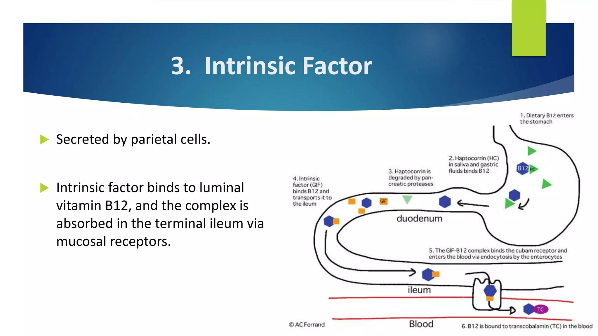 Physiology of stomach | PPTX