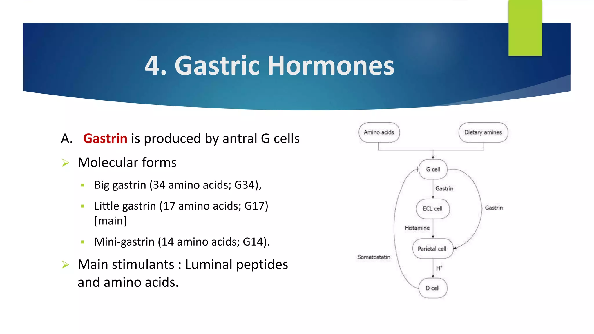 Physiology of stomach | PPTX