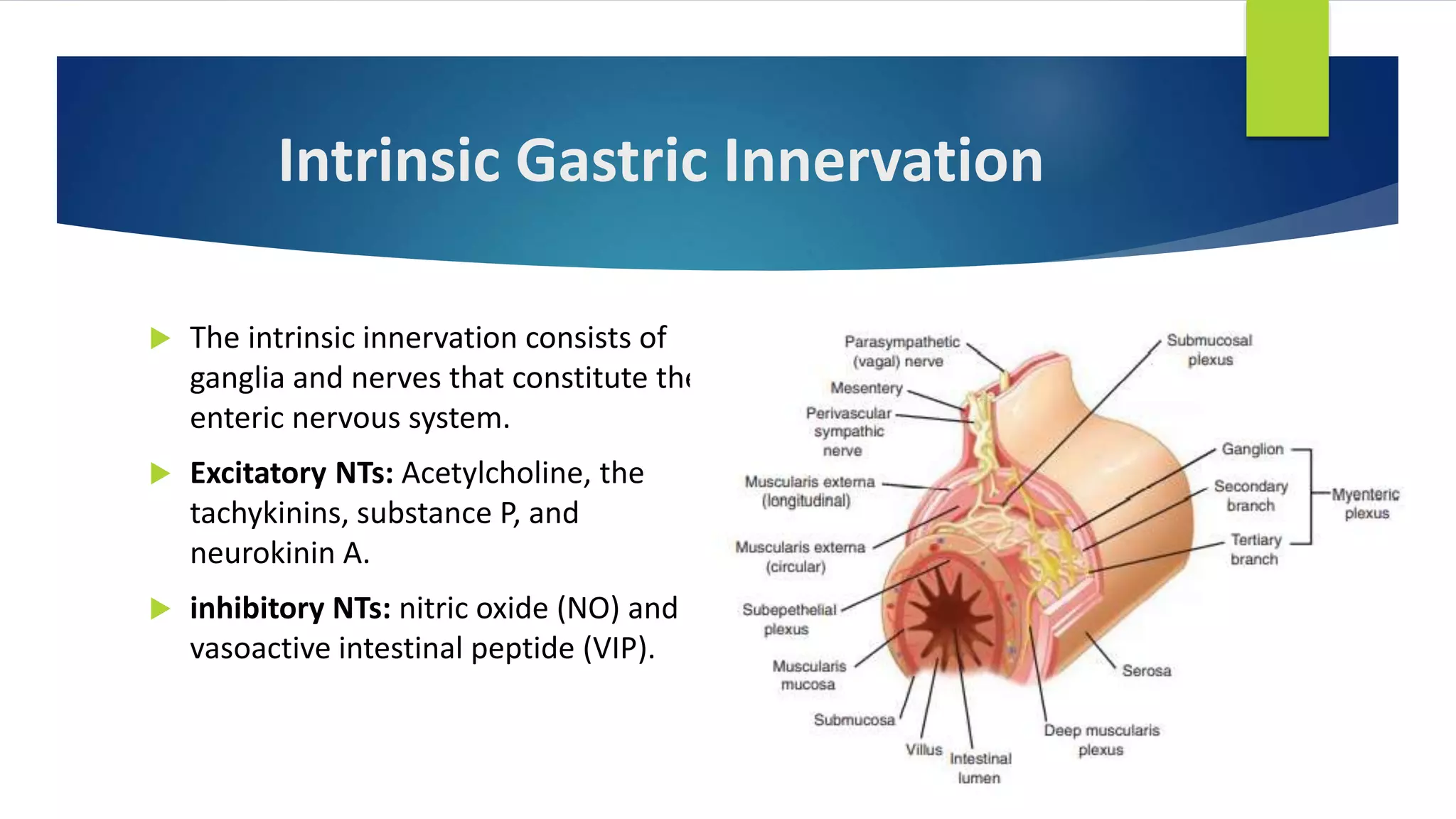 Physiology of stomach | PPTX