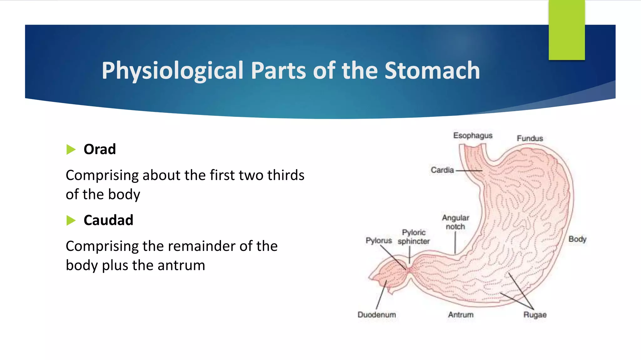 Physiology of stomach | PPTX