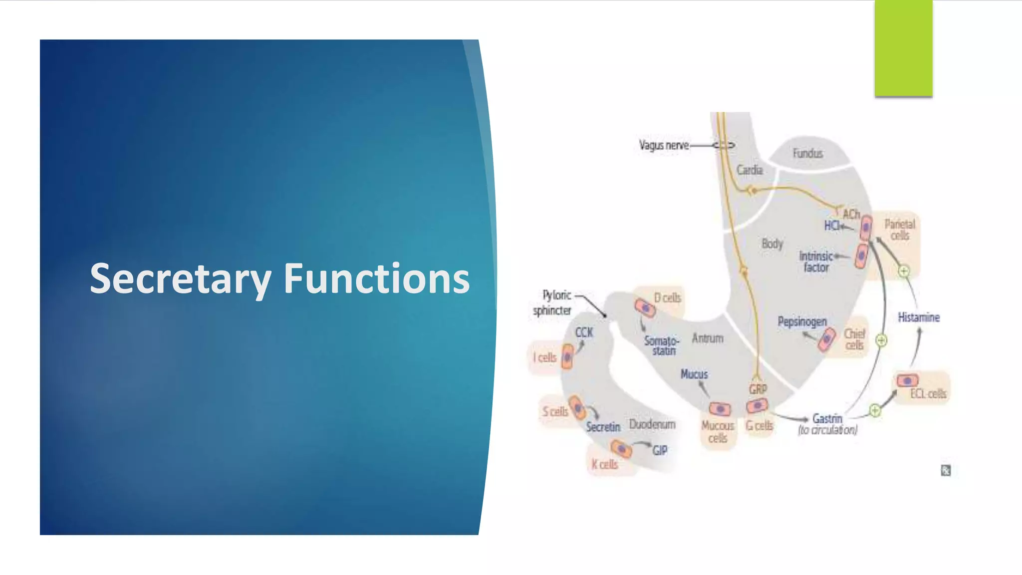 Physiology of stomach | PPTX