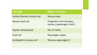 Physiology of stomach | PPTX | Endocrine and Metabolic Diseases ...