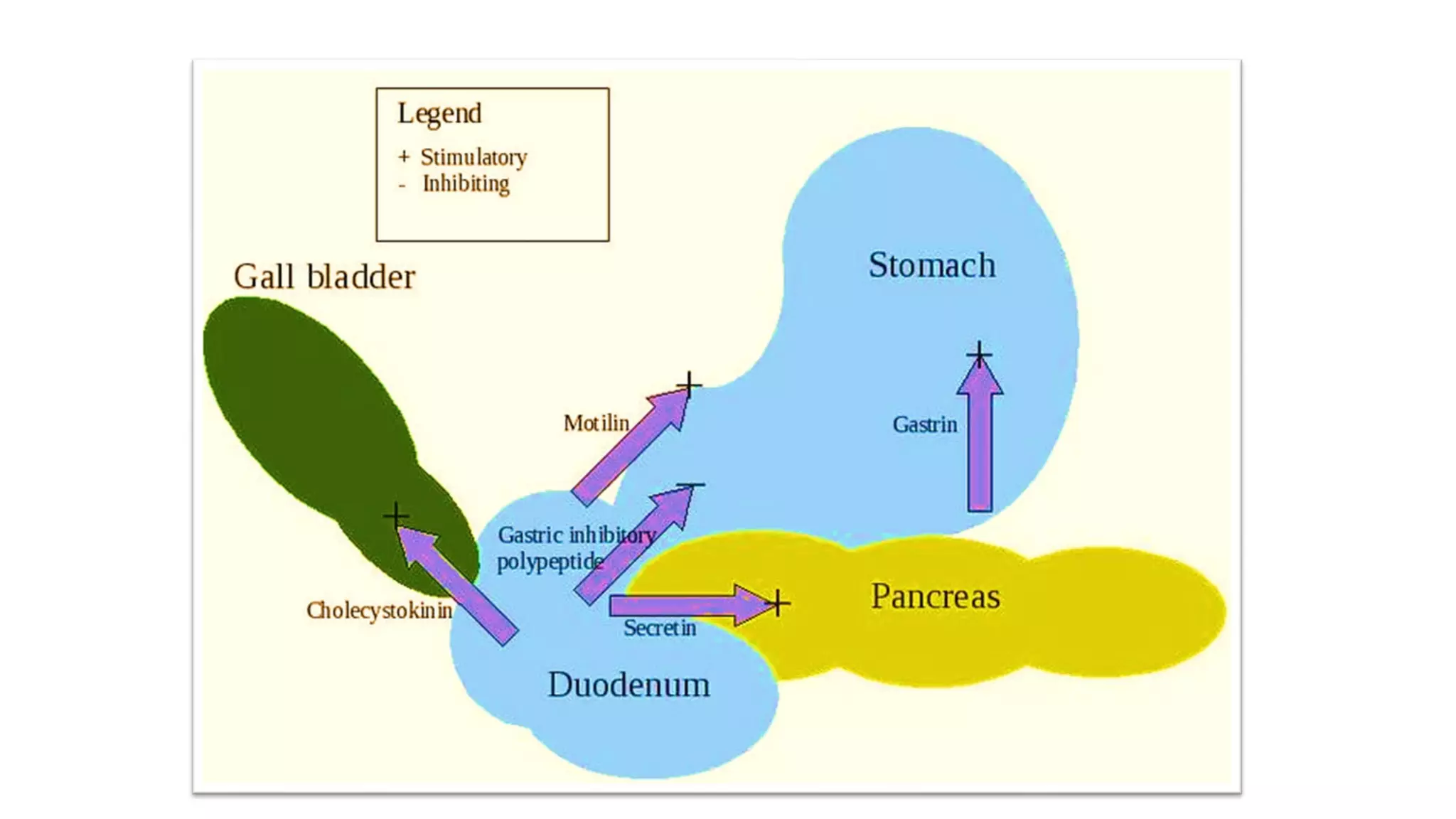 PHYSIOLOGY OF STOMACH.pdf