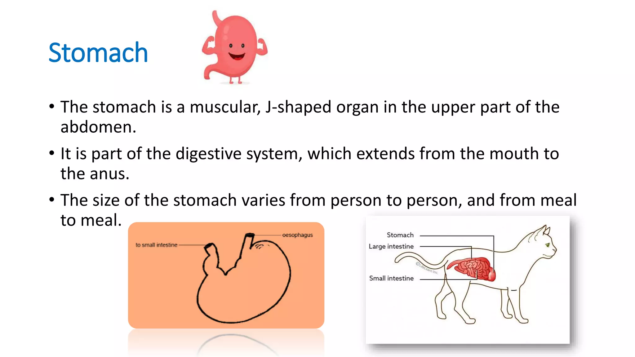 PHYSIOLOGY OF STOMACH.pdf