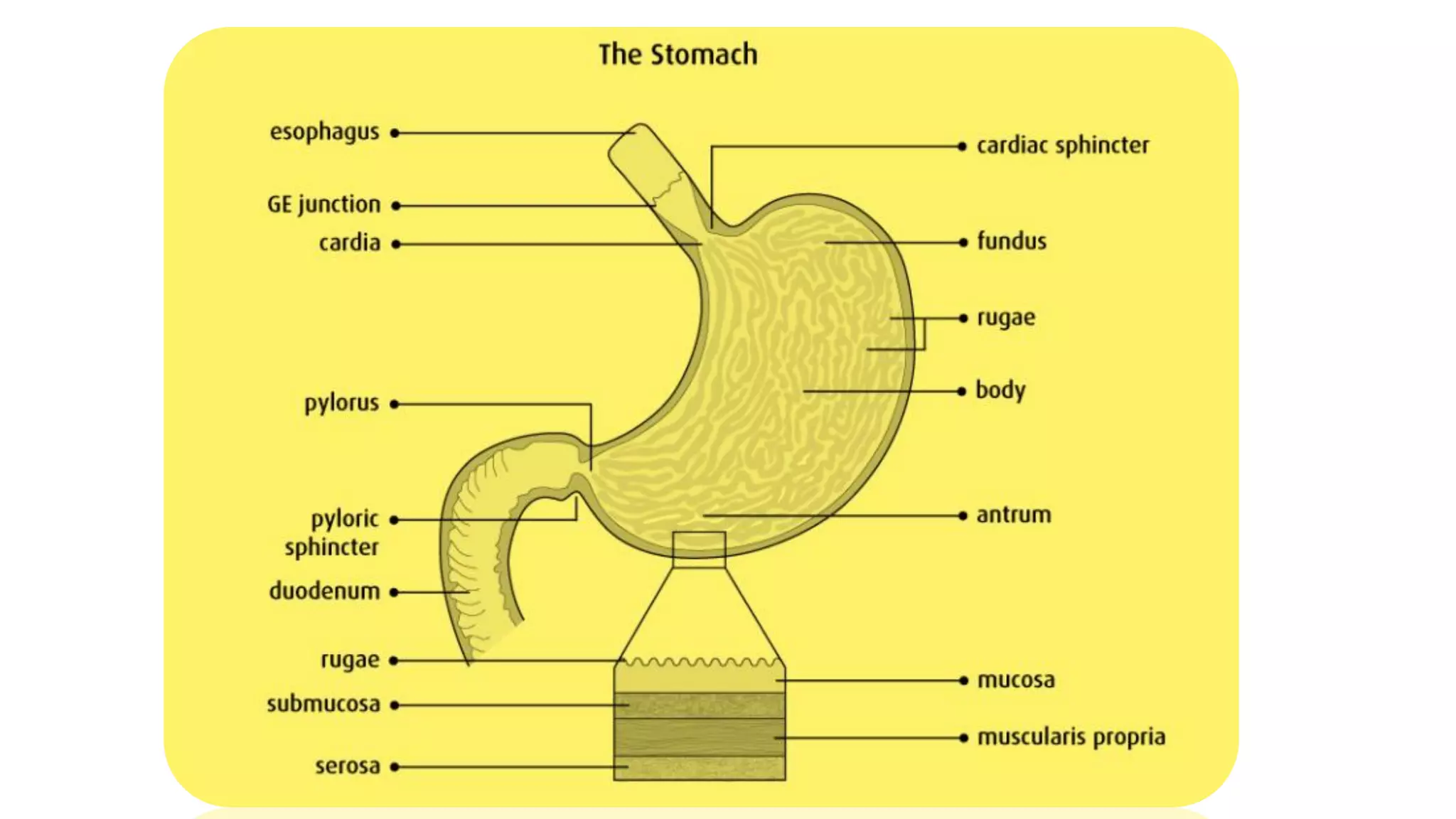PHYSIOLOGY OF STOMACH.pdf