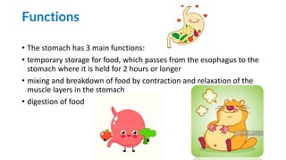 PHYSIOLOGY OF STOMACH.pdf