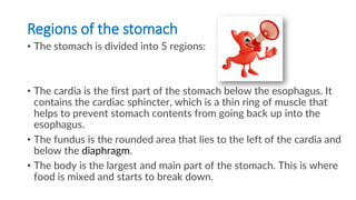 PHYSIOLOGY OF STOMACH.pdf