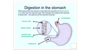 PHYSIOLOGY OF STOMACH.pdf