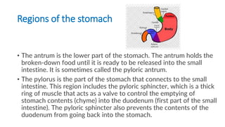 PHYSIOLOGY OF STOMACH.pdf