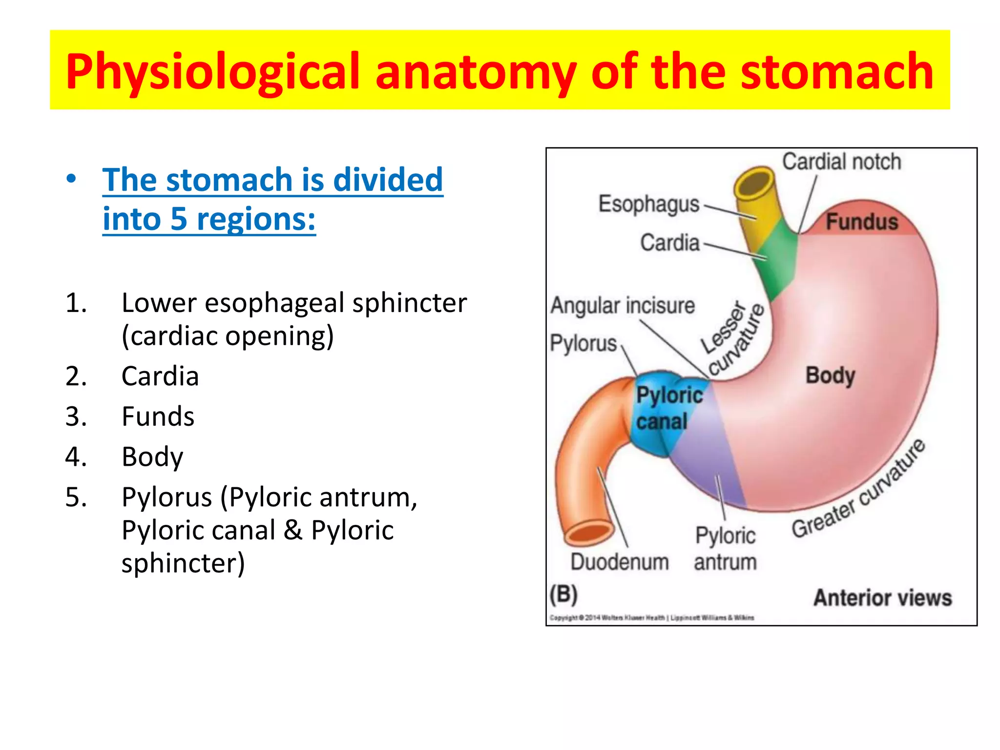 Physiology of stomach (Prof. Mohamed Bendary).pptx | Endocrine and ...