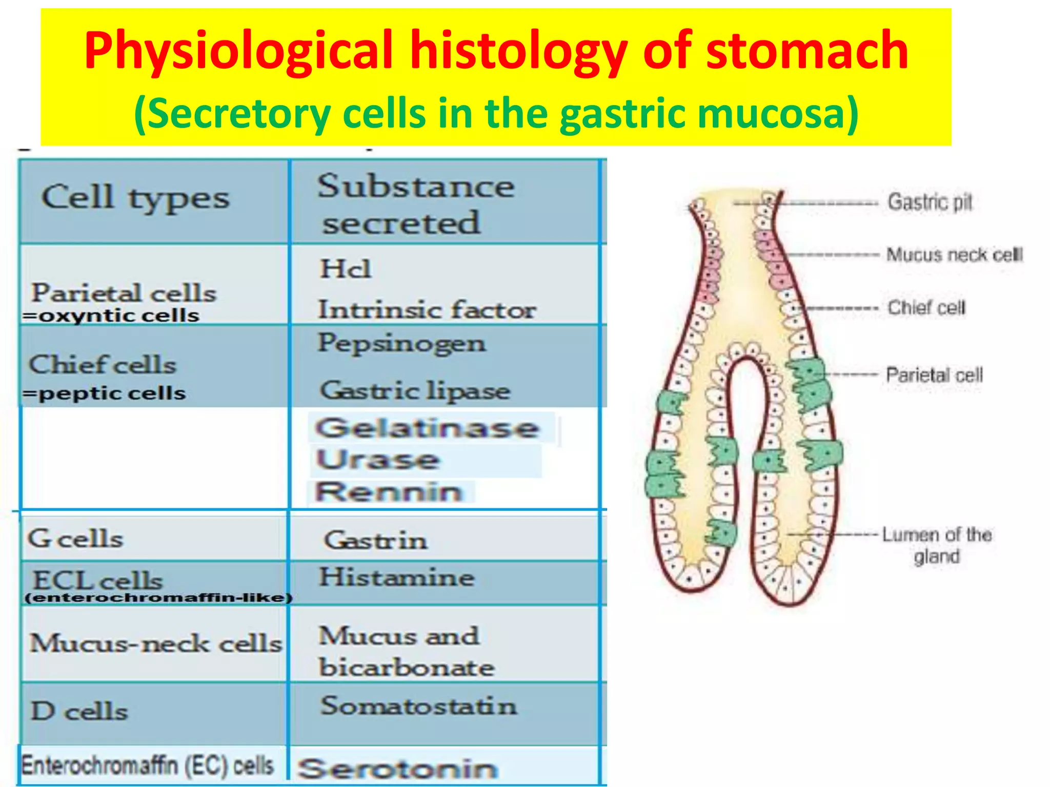 Physiology of stomach (Prof. Mohamed Bendary).pptx | Endocrine and ...