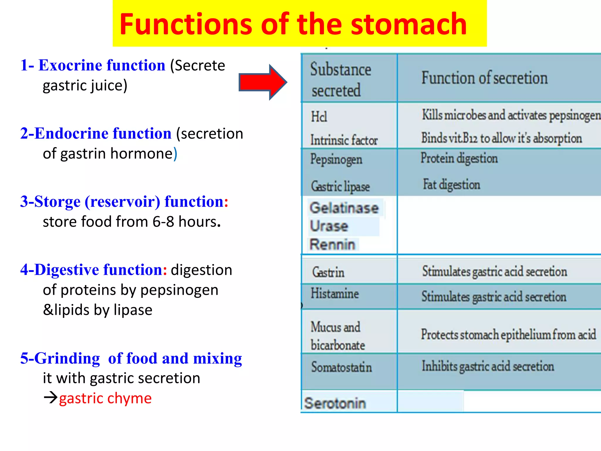 Physiology of stomach (Prof. Mohamed Bendary).pptx | Endocrine and ...