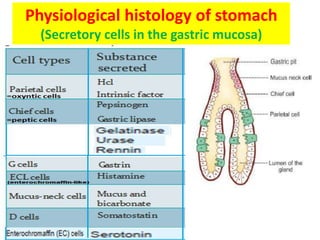 Physiology of stomach (Prof. Mohamed Bendary).pptx | Endocrine and ...