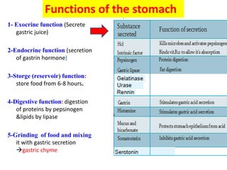 Physiology of stomach (Prof. Mohamed Bendary).pptx | Endocrine and ...