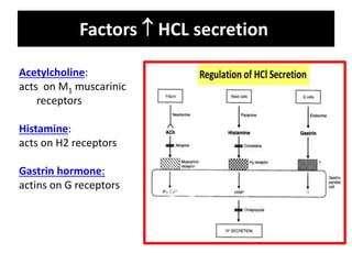 Physiology of stomach (Prof. Mohamed Bendary).pptx