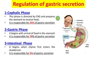 Physiology of stomach (Prof. Mohamed Bendary).pptx