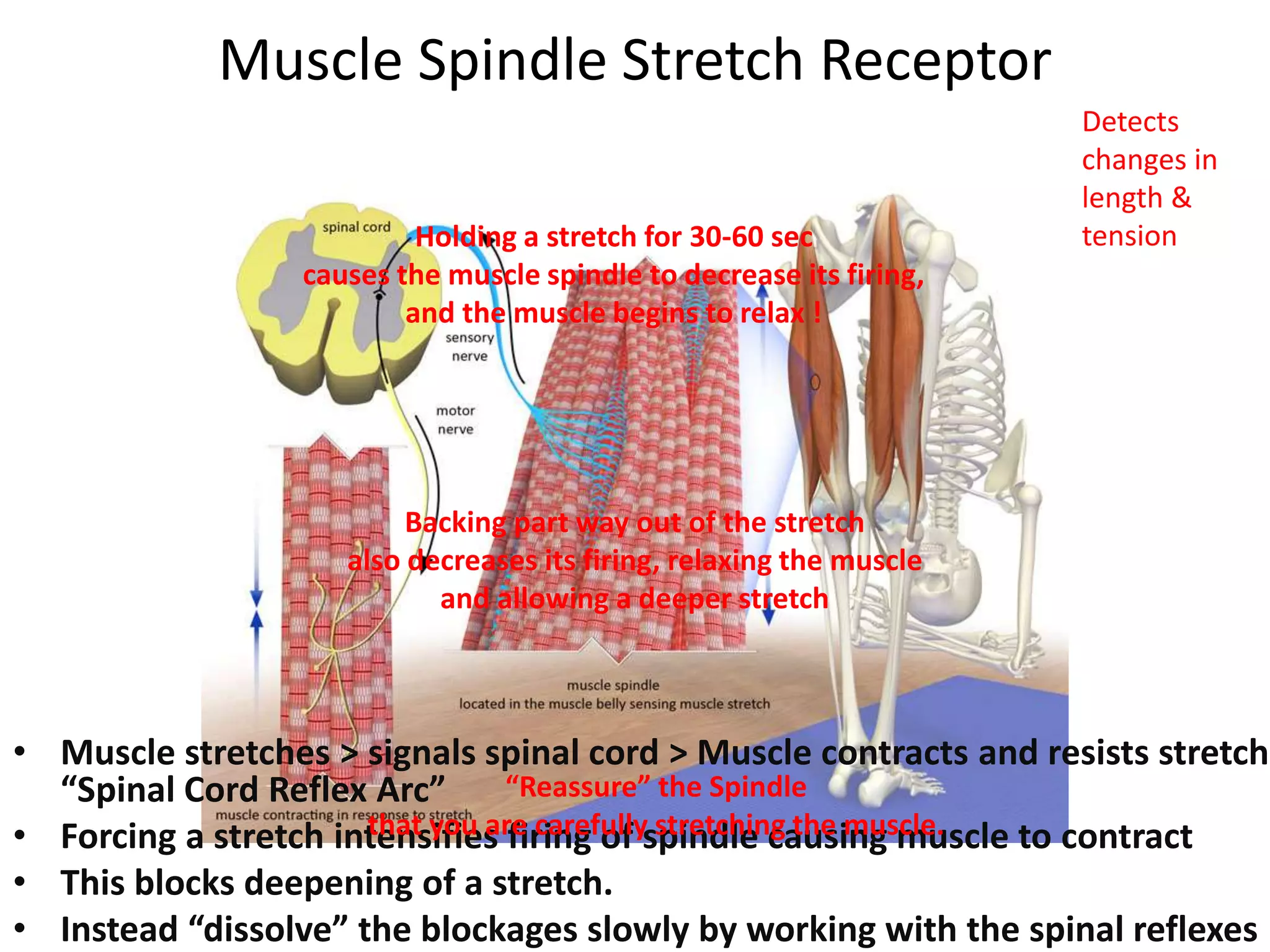 Physiology of stretching | PPTX