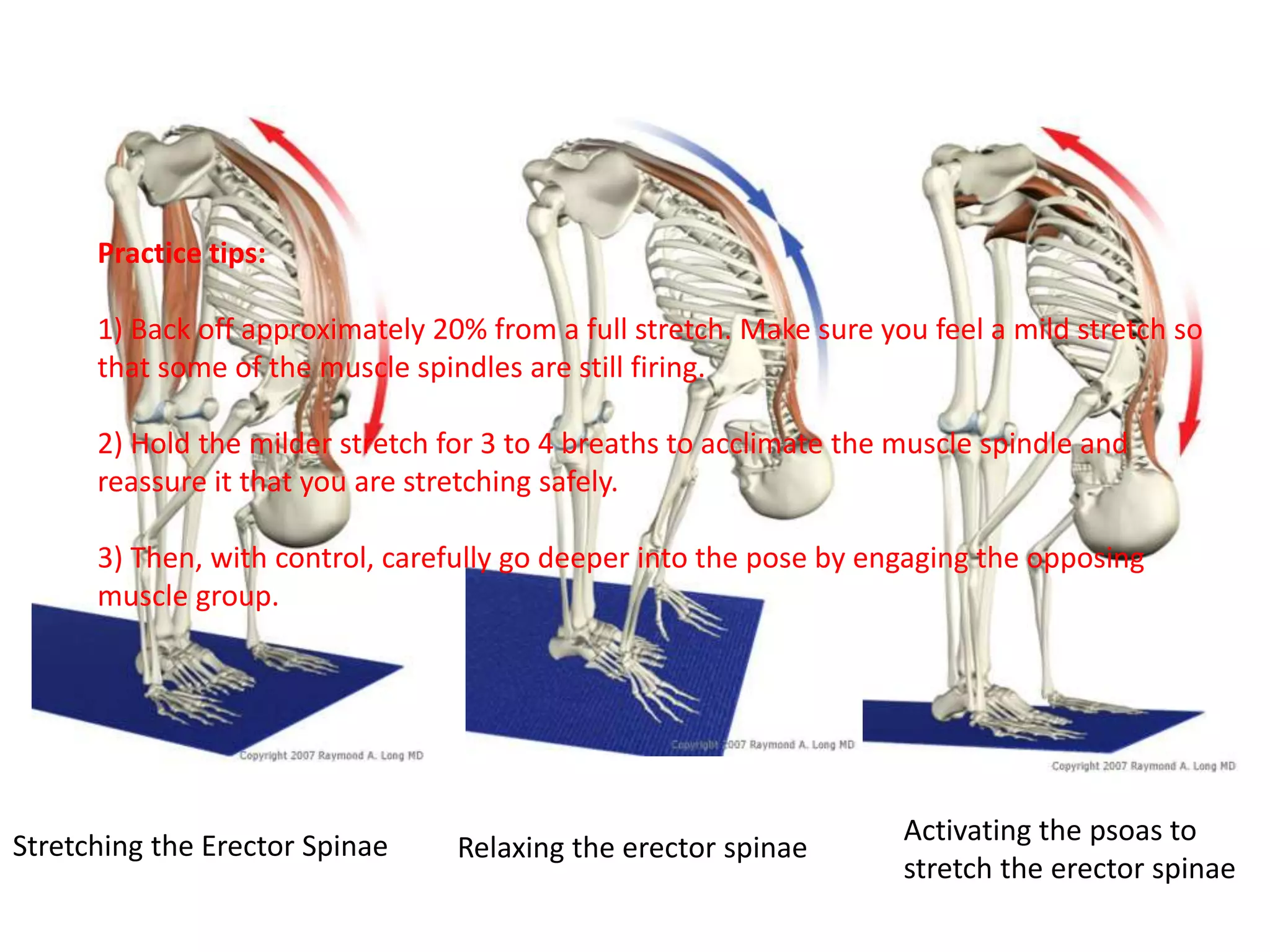 Physiology of stretching | PPTX