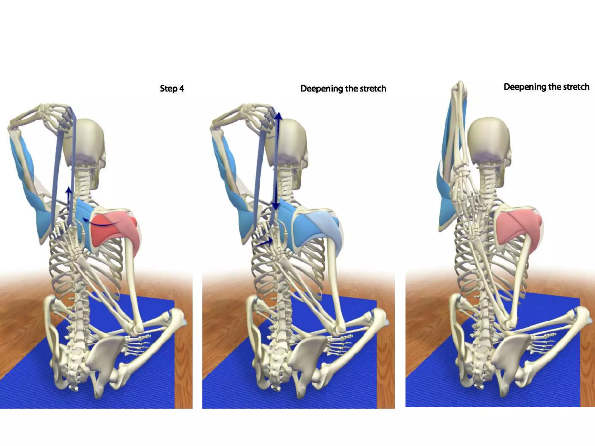 Physiology of stretching | PPTX