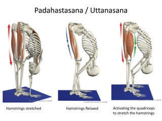 Physiology of stretching | PPTX
