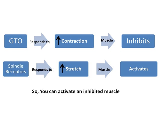 Physiology of stretching | PPTX | Physical Therapy | Wellness