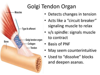 Physiology of stretching | PPTX