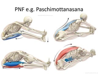 Physiology of stretching | PPTX