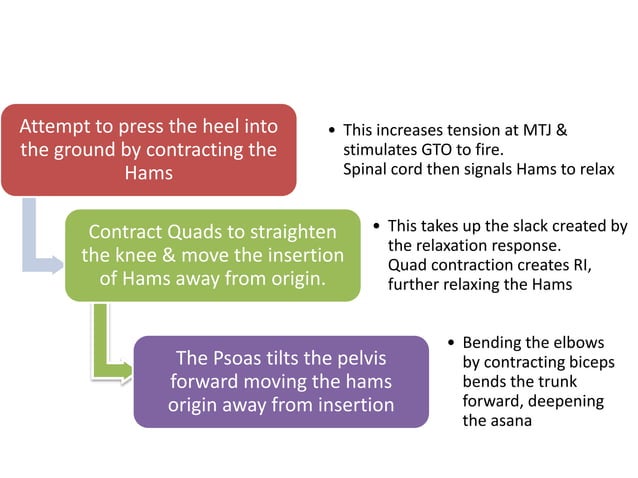 Physiology of stretching | PPTX | Physical Therapy | Wellness