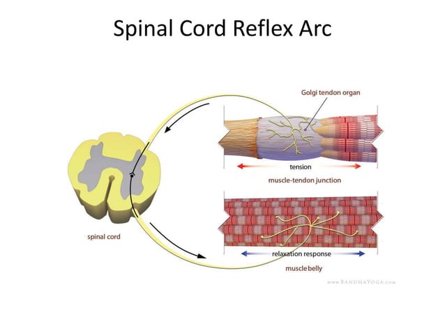 Physiology of stretching | PPTX | Physical Therapy | Wellness