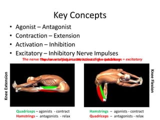 Physiology of stretching | PPTX