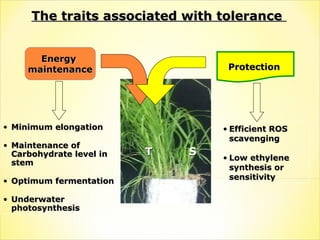 Physiology of submergence tolerance and prospects for breeding | PPT ...
