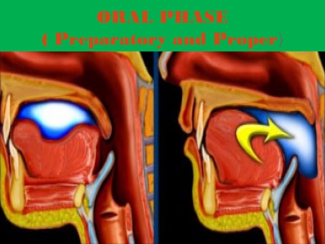 Physiology of swallowing | PPT | Ear, Nose and Throat Conditions ...