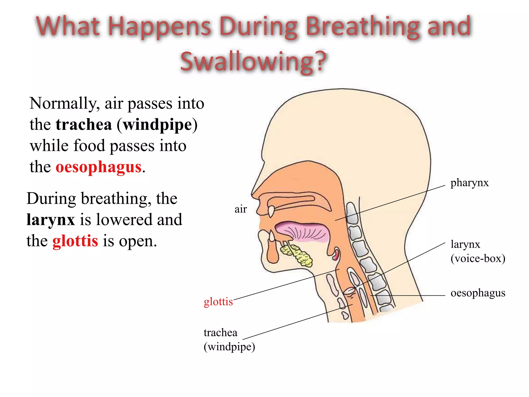 physiology of swallowing.ppt