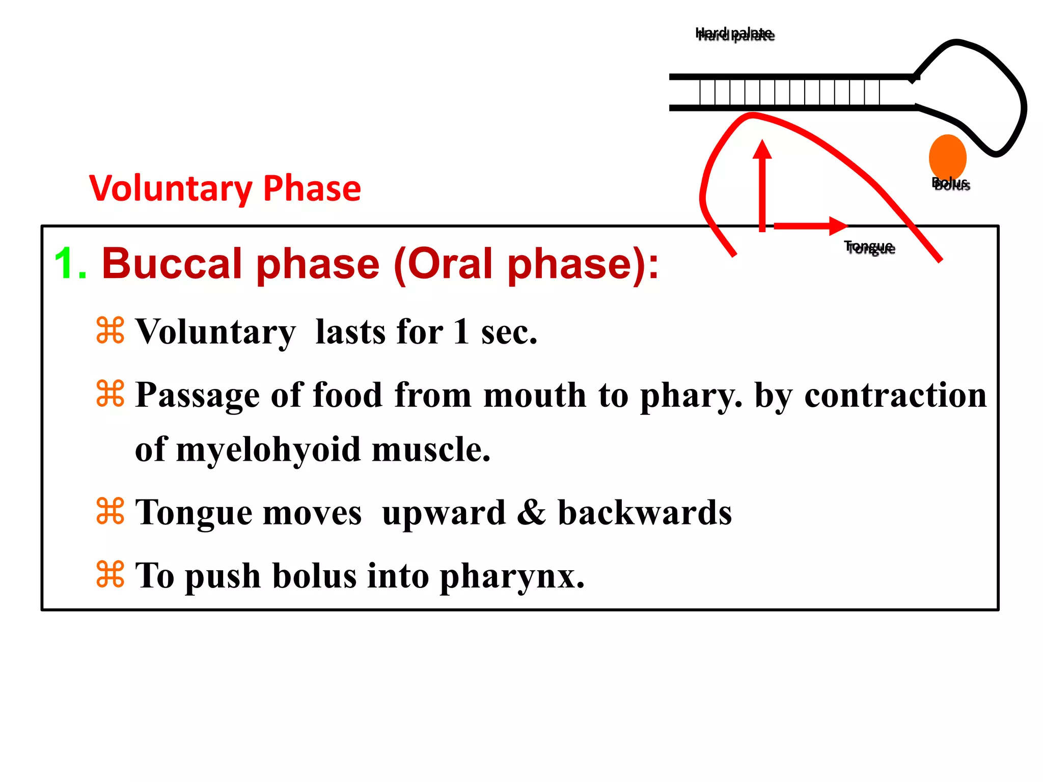 physiology of swallowing.ppt