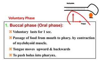 physiology of swallowing.ppt
