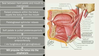 physiology of swallowing PRESENTATION BY ENT TEAM | PPTX