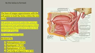 physiology of swallowing PRESENTATION BY ENT TEAM | PPTX