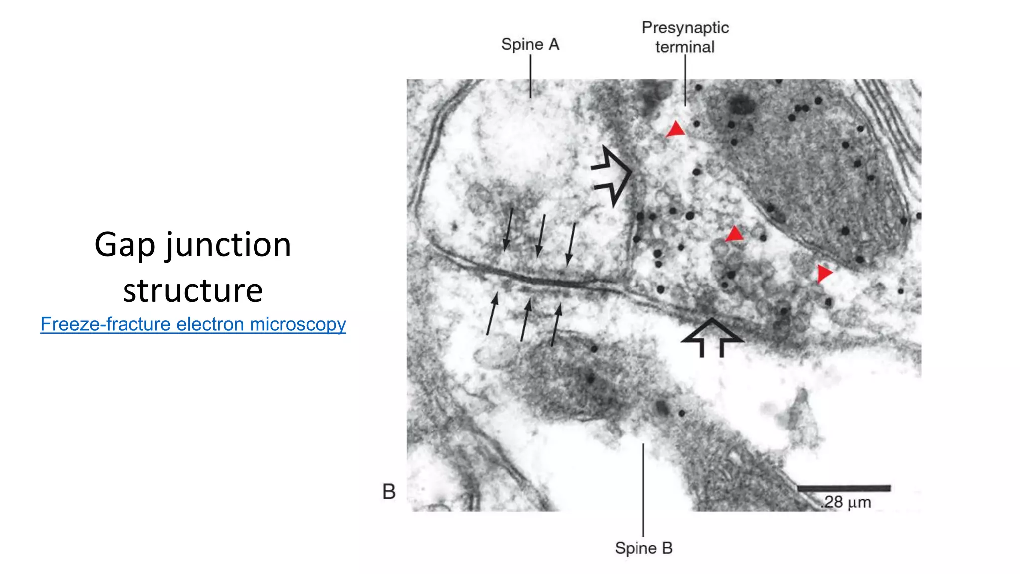 Physiology of Synapse and Applied | PPTX