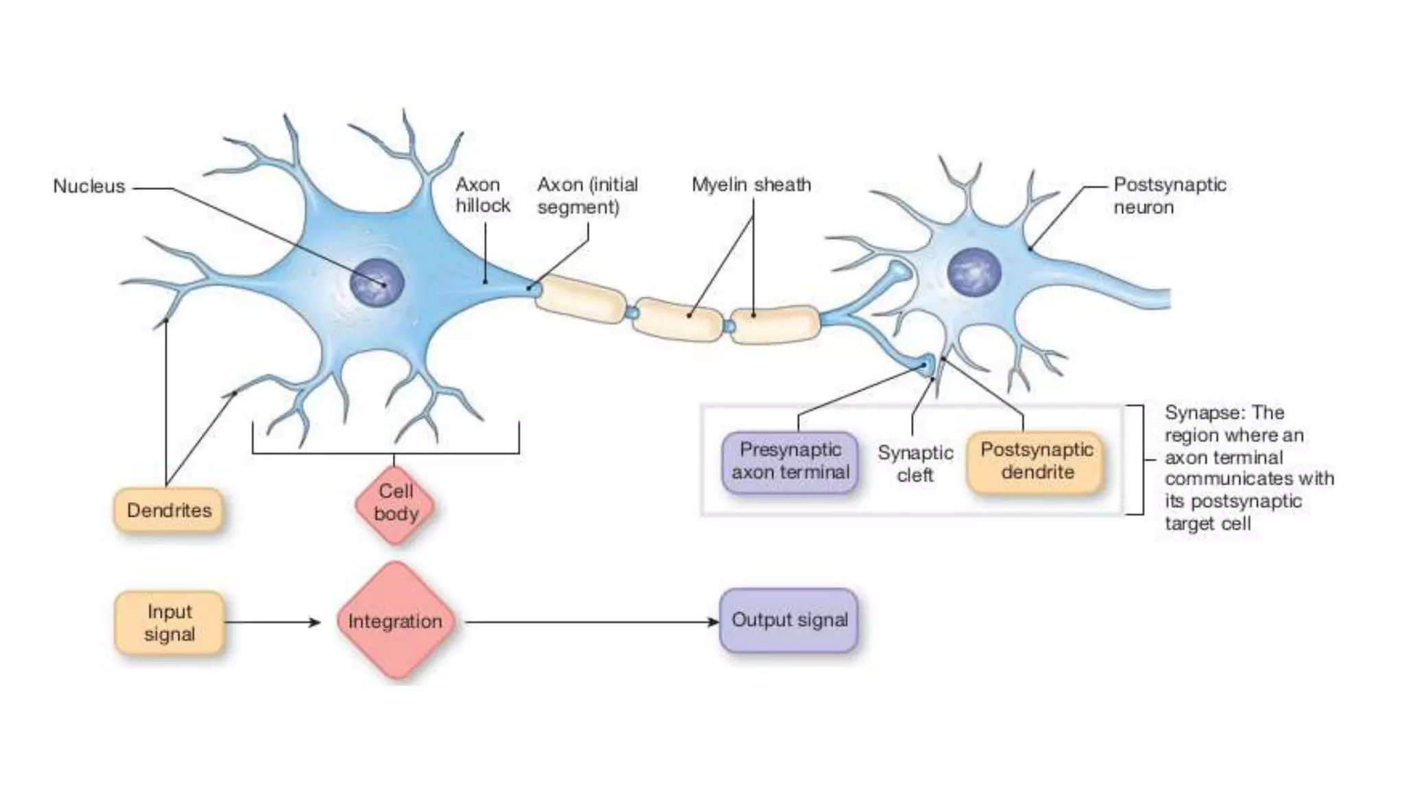 Physiology of Synapse and Applied | PPTX