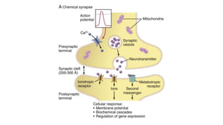 Physiology of Synapse and Applied | PPTX