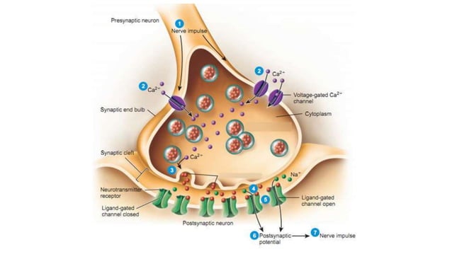 Physiology of Synapse and Applied | PPTX | Brain and Nervous System ...