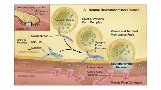 Physiology of Synapse and Applied | PPTX | Brain and Nervous System ...