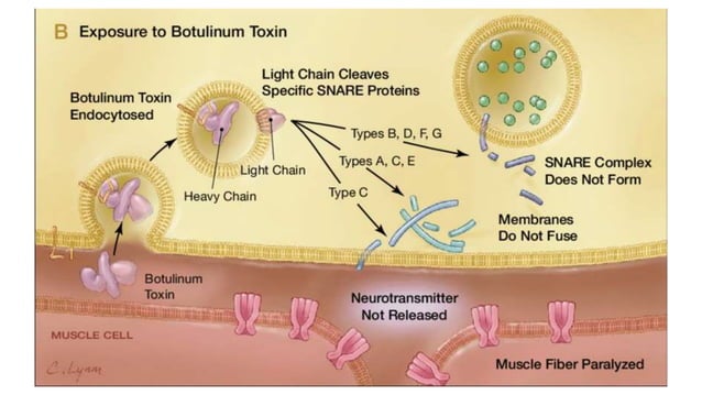 Physiology of Synapse and Applied | PPTX | Brain and Nervous System ...