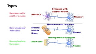 Physiology of Synapse and Applied | PPTX