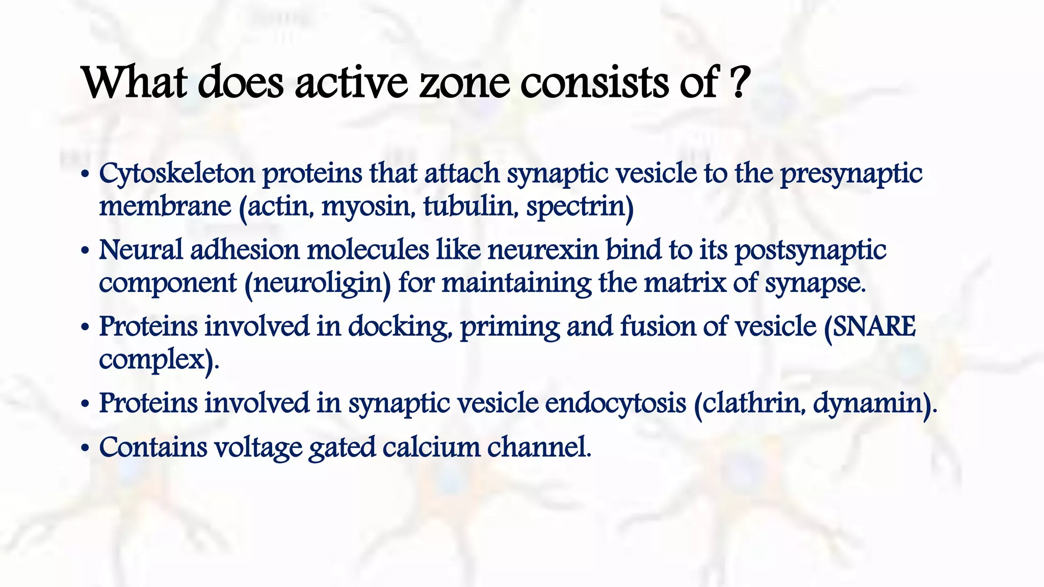 Physiology of Synapse II Synapse types II Functional Elements of ...
