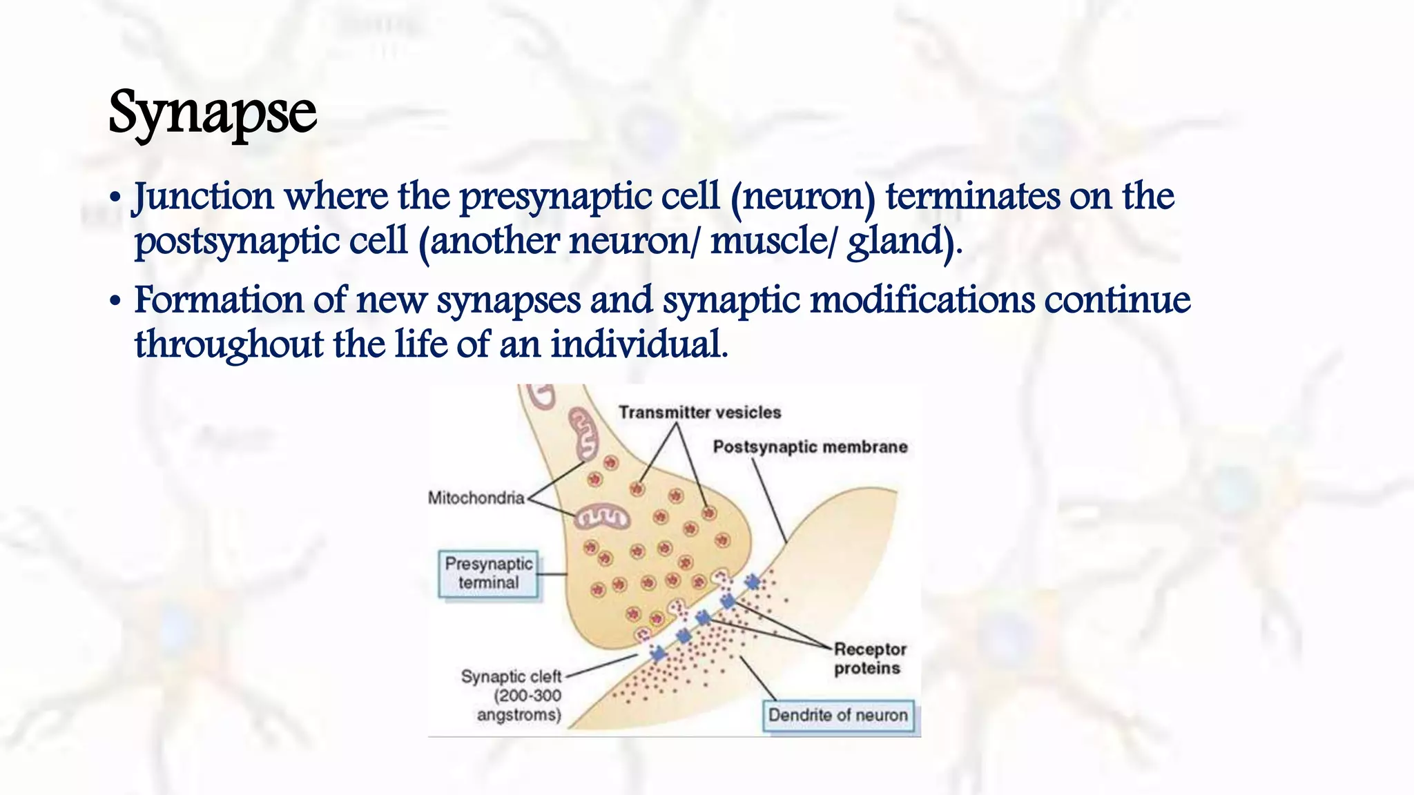 Physiology of Synapse II Synapse types II Functional Elements of ...